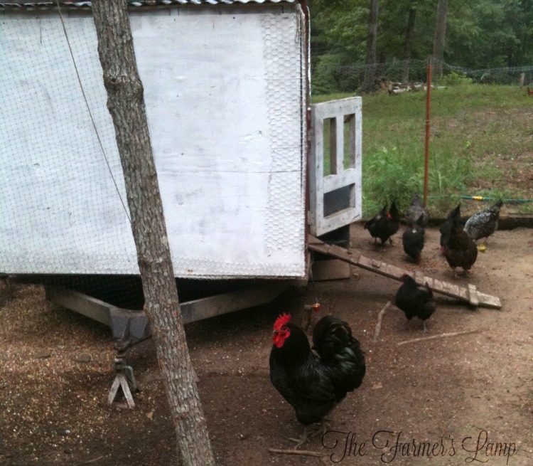 How to Build a Chicken Coop for First-Timers - Backyard Poultry